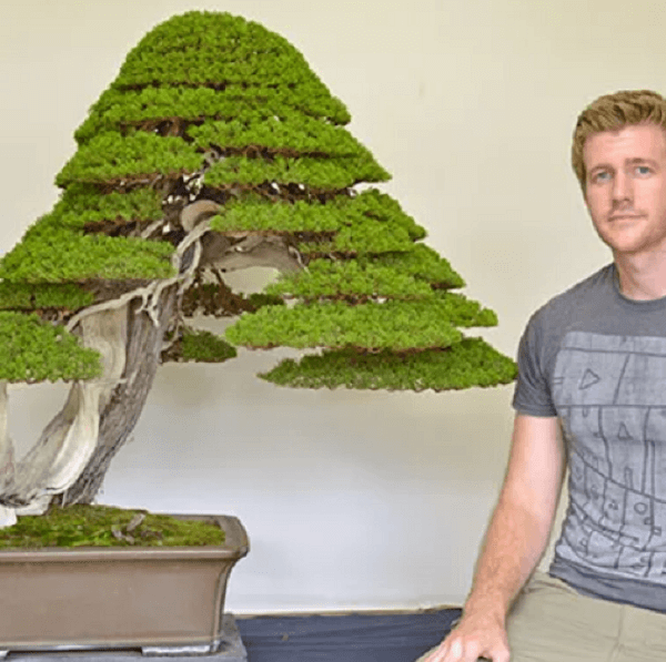 Bonsai the art of dwarfing trees spruced and cultivated meticulously