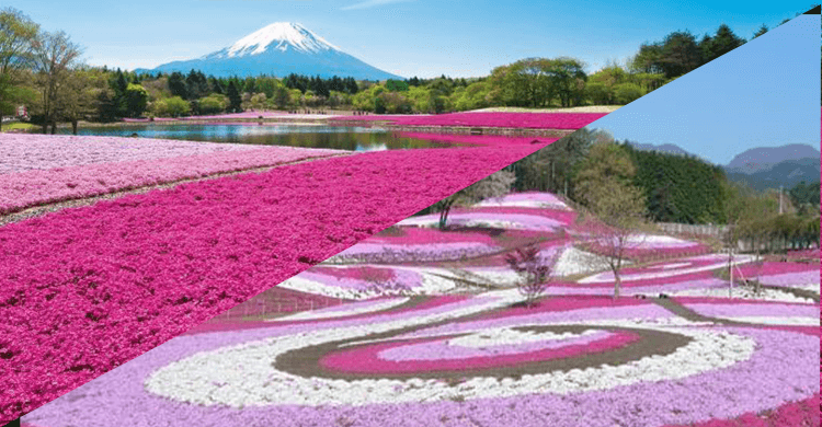 Ohana-mi perceive the cherry blossom to be the mirror of their sensibility.