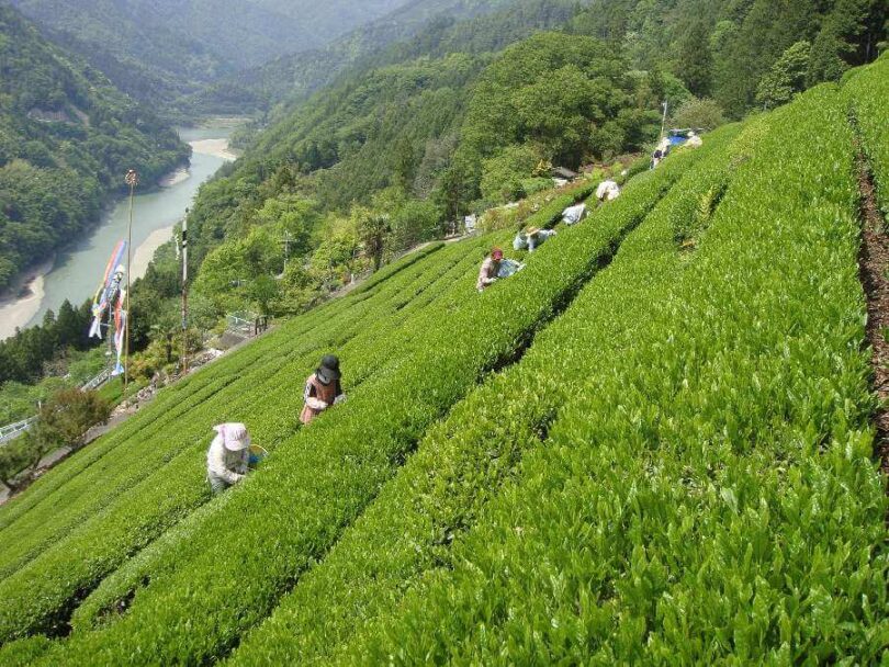 Ocha Japanese green tea is very popular drink with meals in Japan