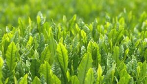 Ocha Japanese green tea is very popular drink with meals in Japan