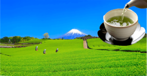 Ocha Japanese green tea is very popular drink with meals in Japan