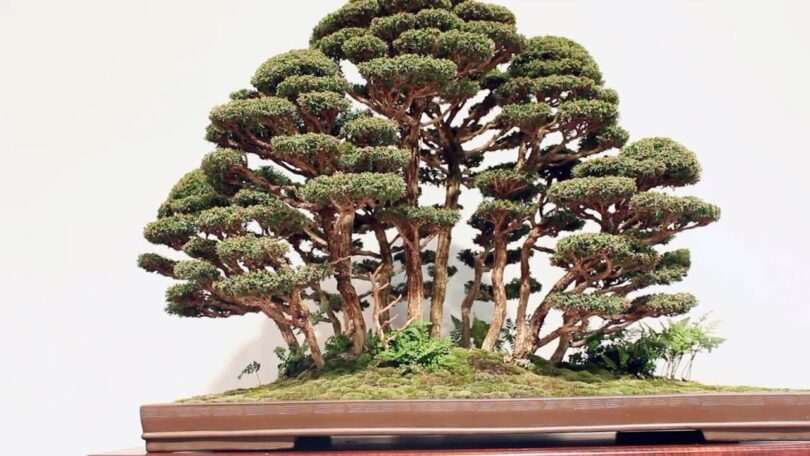 Bonsai the art of dwarfing trees spruced and cultivated meticulously