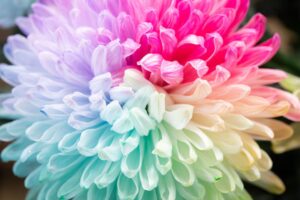 What is the Chrysanthemum (Kiku in Japanese) that represents Japan?