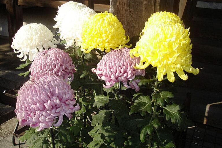 What is the Chrysanthemum (Kiku in Japanese) that represents Japan?