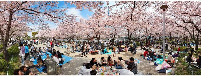 Ohana-mi perceive the cherry blossom to be the mirror of their sensibility.