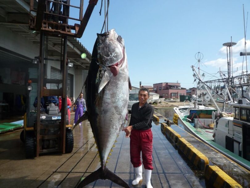 Maguro (Tuna) which is an indispensable ingredient in Japanese cooking.
