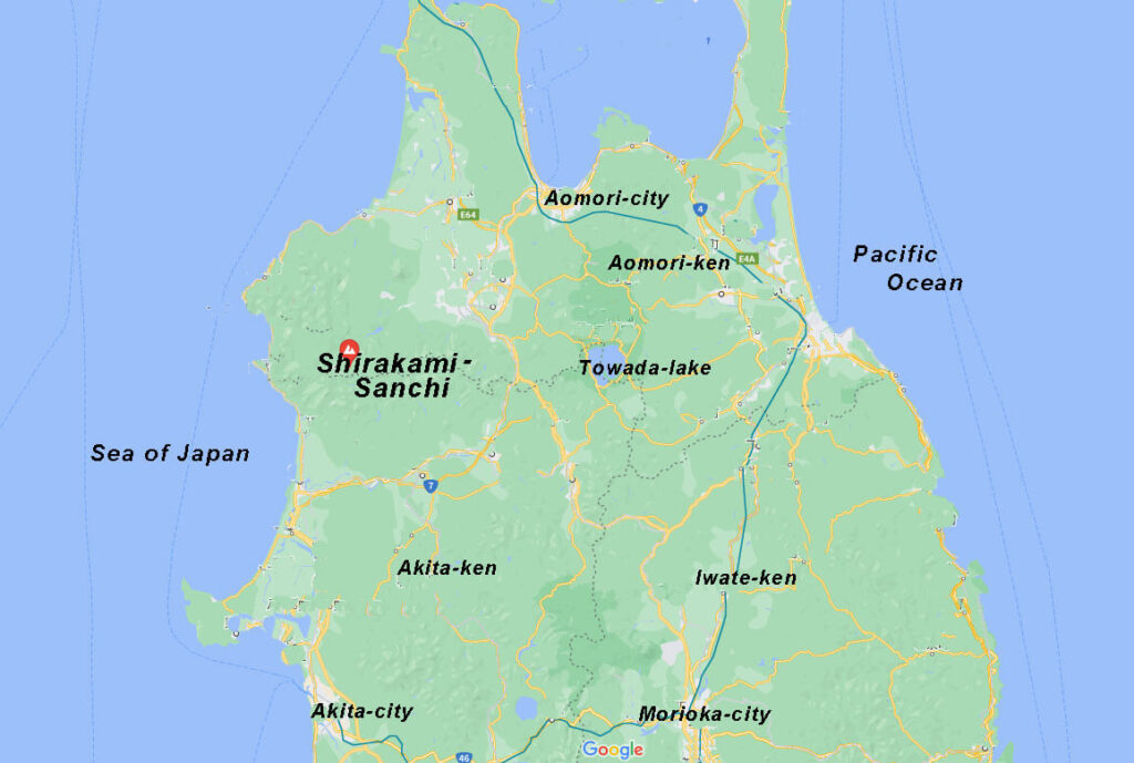 Shirakami-Sanchi is literally white god mountain area
