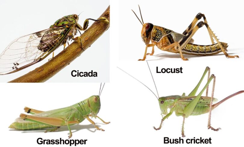 Edible Crickets are an Earth-Friendly Food for the Future - japanophilia
