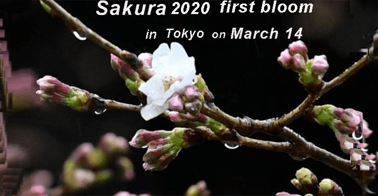 Sakura 2020 trees began blooming 12 days earlier than average